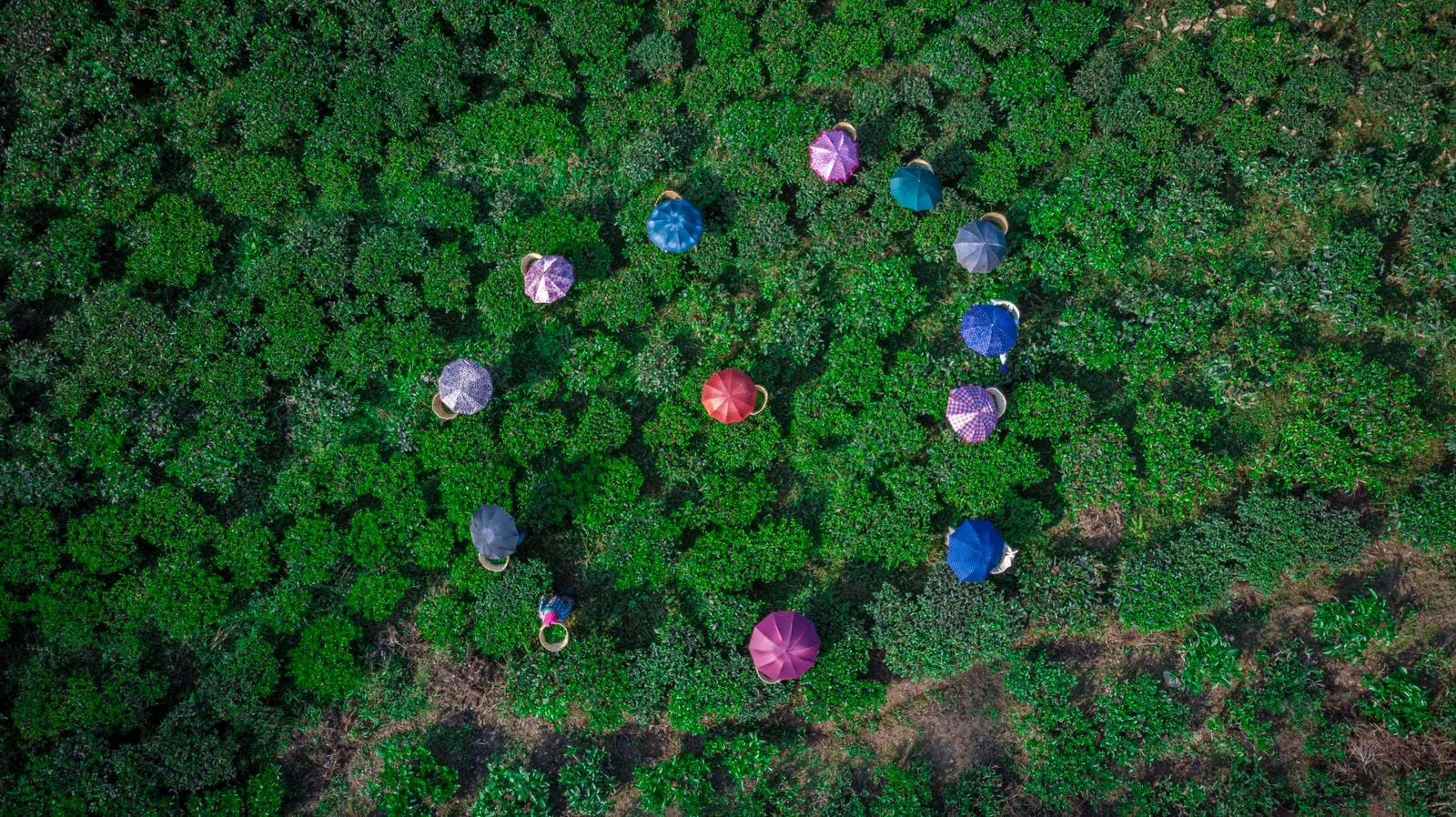 Exploring Makaibari: A Living Ritual in the Hills of Darjeeling ...