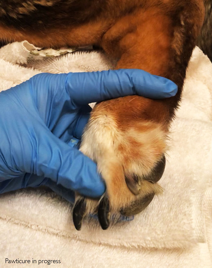 The Luxury Pet Spa Experience: What is it? - LuxuryFacts: News, Reviews ...